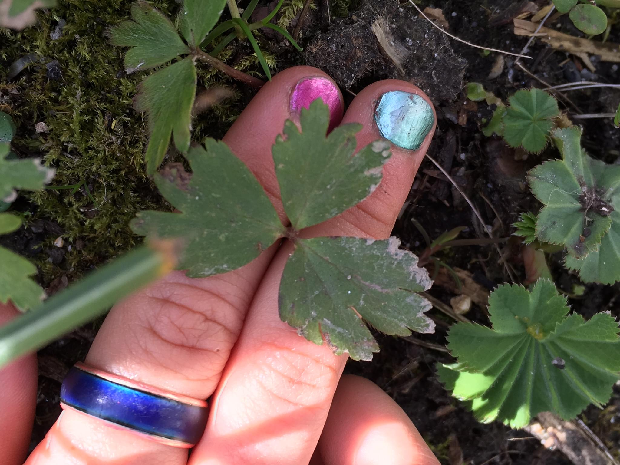 Nature des 3 triangles