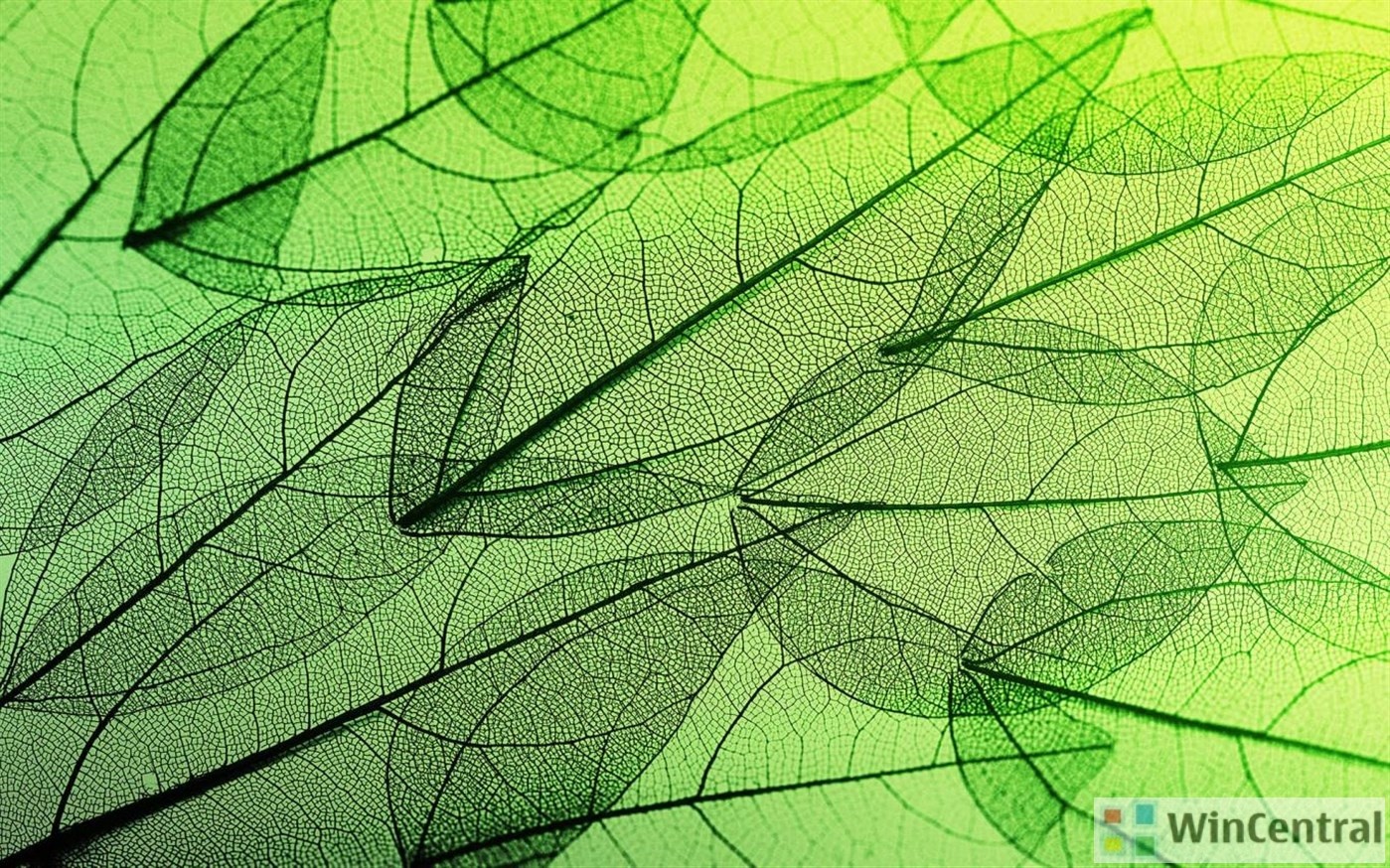 [Download] Windows 10 official theme “Leafy Structures” is now ...