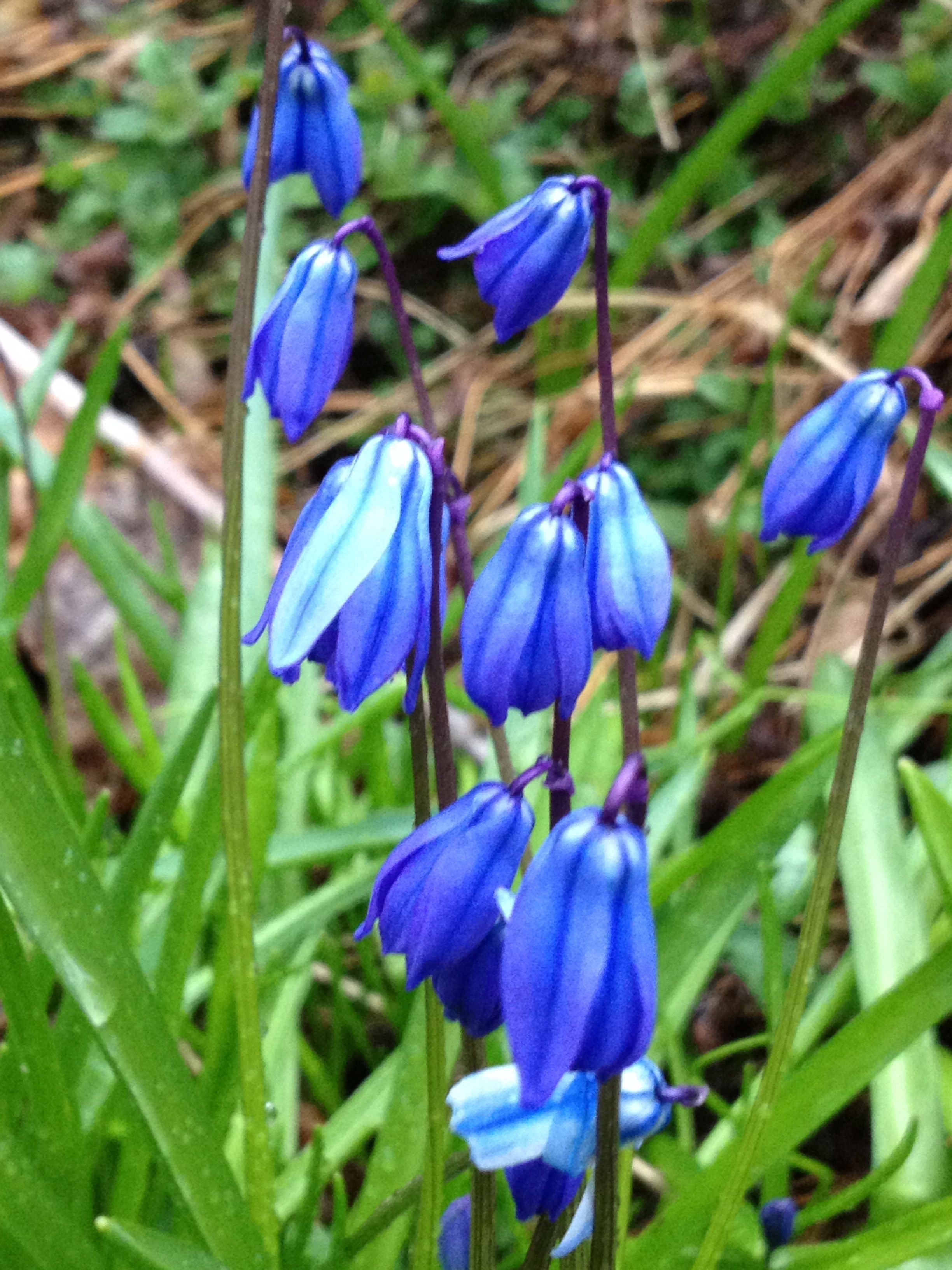 The Power of Flowers: Spring in Minnesota – Thirdeyemom