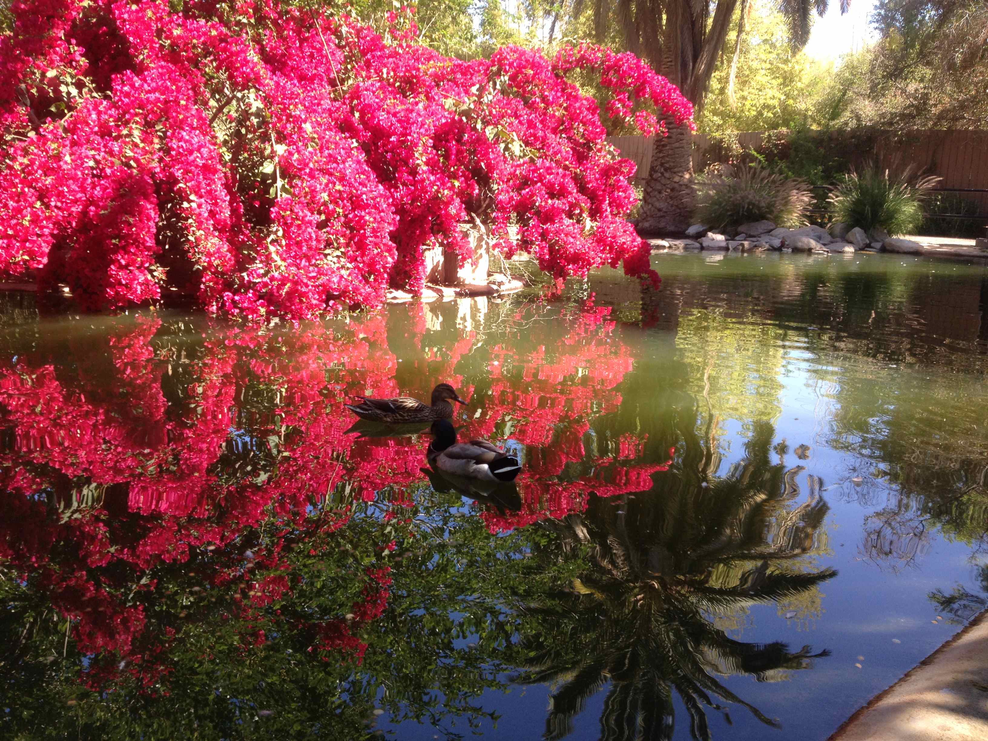 Springtime in the Desert - Thirdeyemom