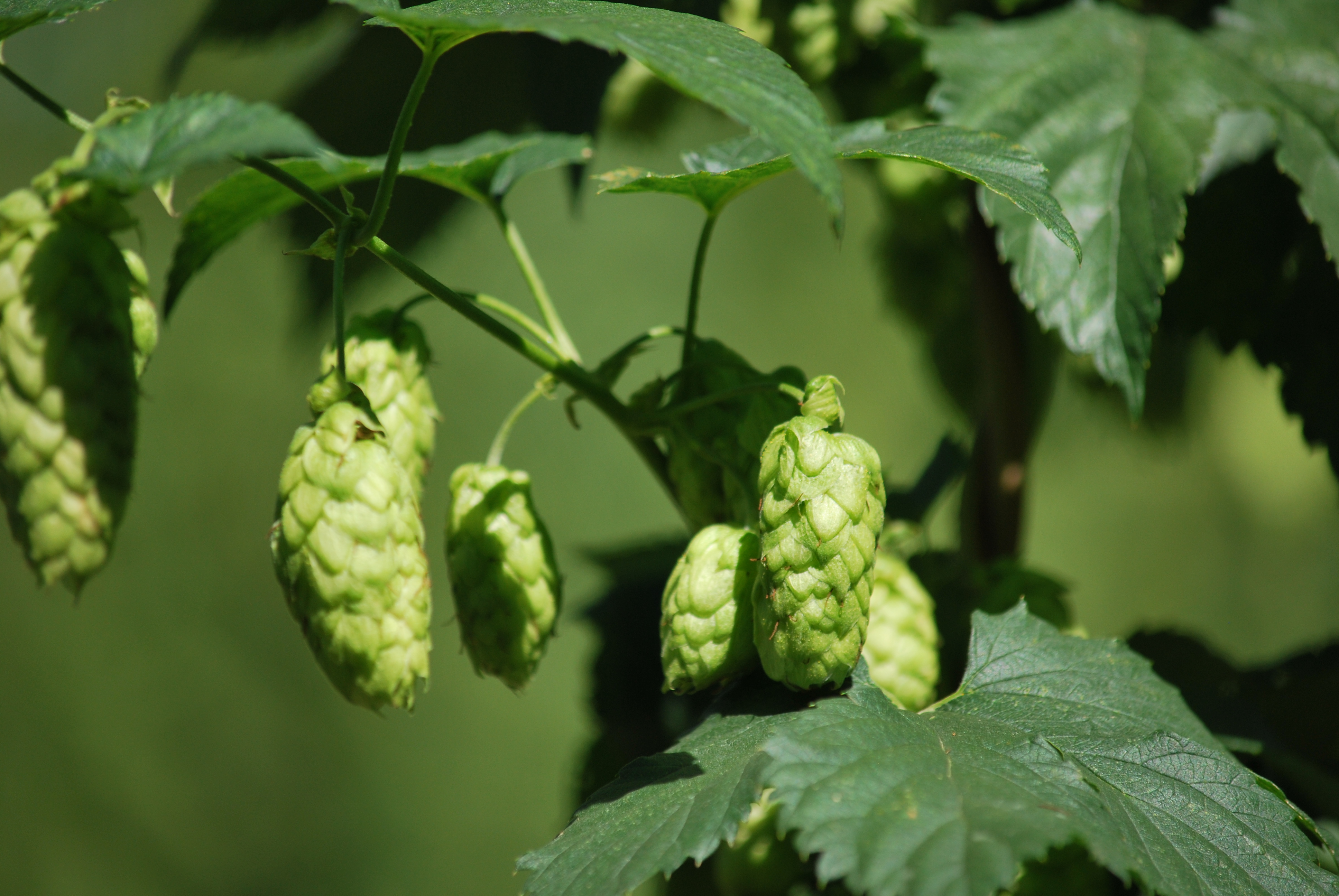 Comprehensive Hop Acid/Oil Chart – Third Leap Brewing & Blending