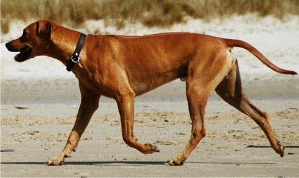 Boerboels and Rhodesian Ridgebacks – my favourite dogs