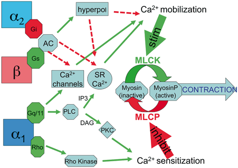 The Adrenergic System in Vascular Smooth Muscle | Thoracic Key