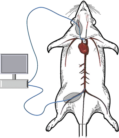 Pulse Wave Velocity and Pulse Wave Analysis in Experimental Animals ...