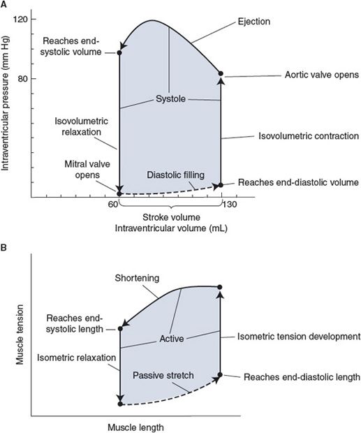 The Heart Pump | Thoracic Key