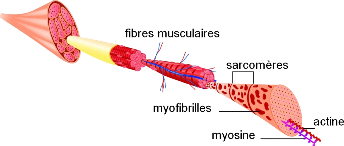 Muscle squelettique - Tiandi