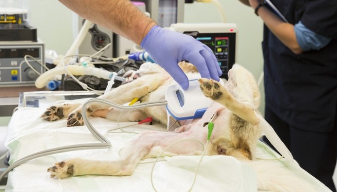 Hemangiosarcoma in Dogs: Everything Dog Owners Should Know