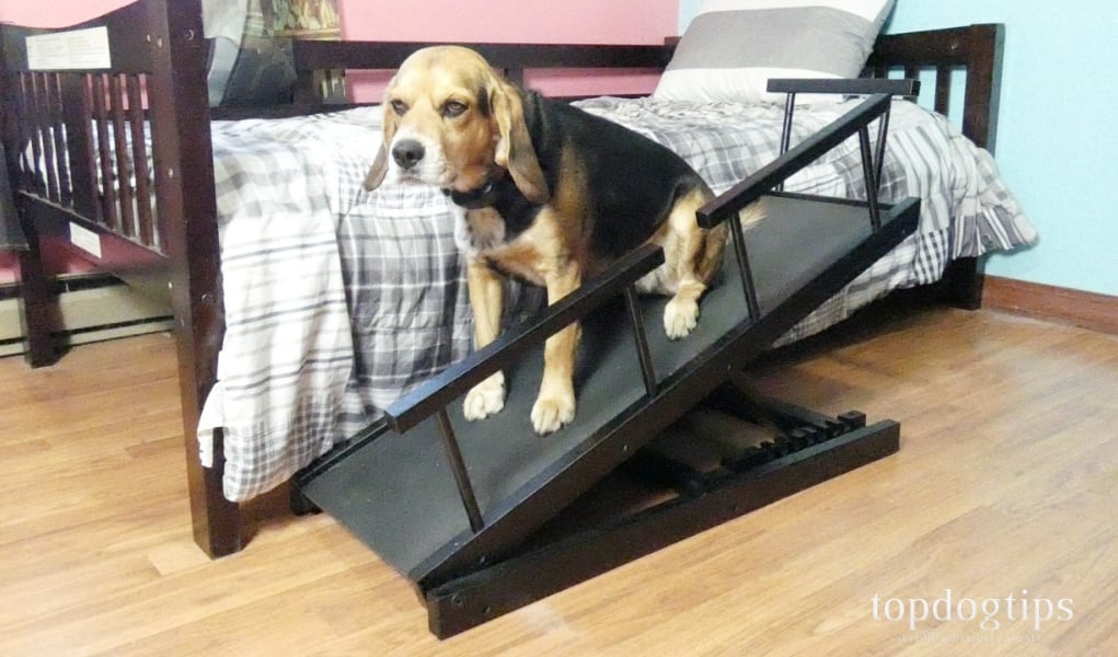 Review: Chasing Tails Adjustable Height Dog Ramp – Top Dog Tips