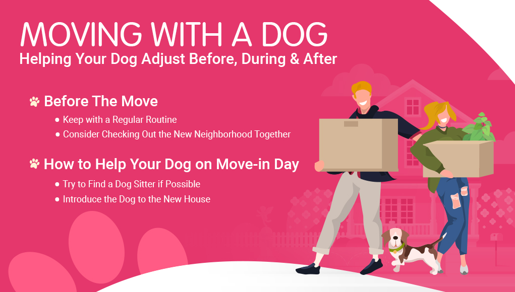 Moving With a Dog [Helping Your Dog Adjust Before, During & After]
