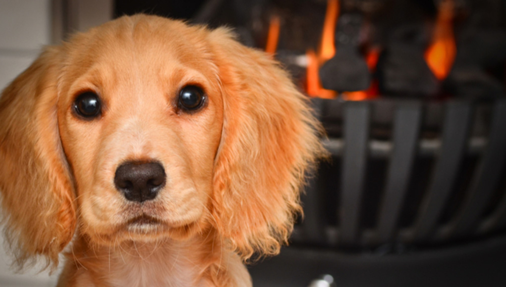 Pet's Fire Safety : 23 Tips to Remember During the Fire Season