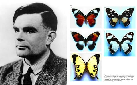 Computer Genius Alan Turing's Morphogenesis Theory Proven Correct ...