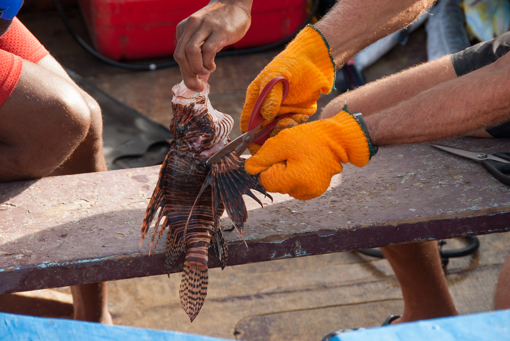 Grenada Fish Fry – July 1-2, 2013 | Tusen Takk II