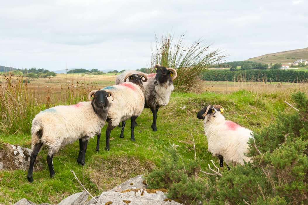 Killasser Church | Tusen Takk II