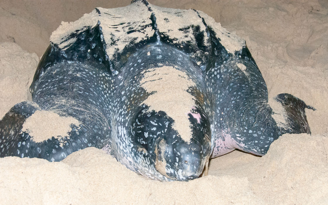 Nesting Leatherback Turtles — Trinidad, July 4, 2014 | Tusen Takk II