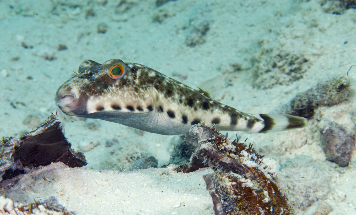 Bonaire — February 7-March 7, 2015 | Tusen Takk II