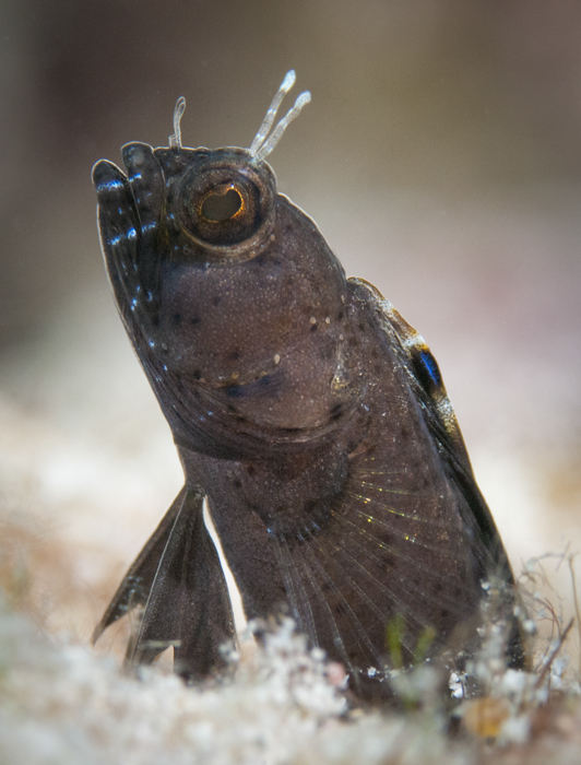 Saddled Blenny | Tusen Takk II