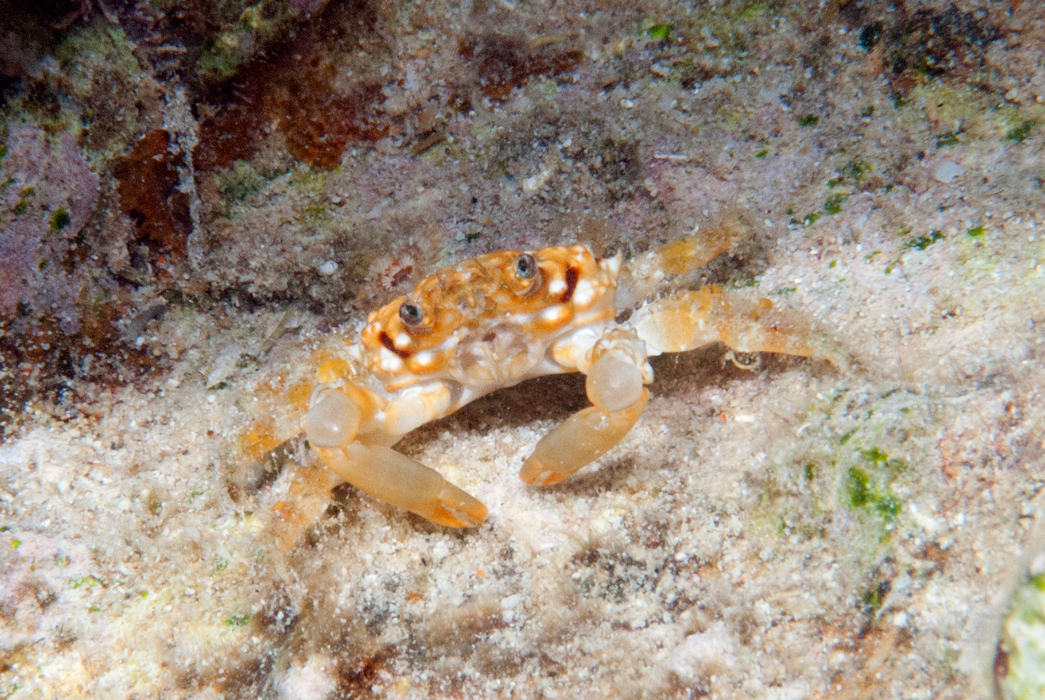 Clinging_Crab-1 | Tusen Takk II