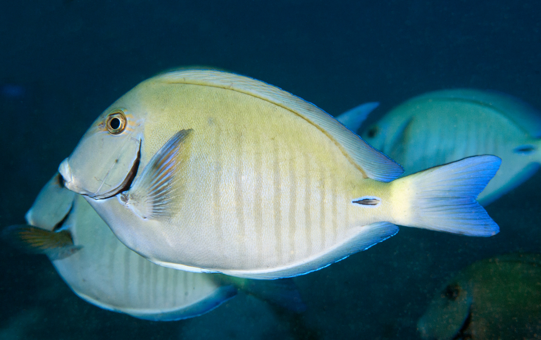 Doctorfish | Tusen Takk II