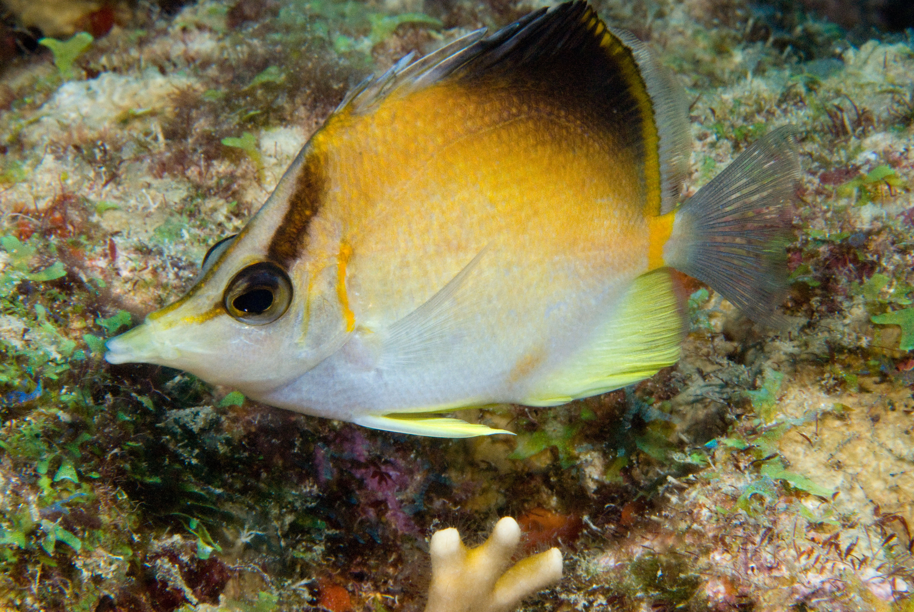 Longsnout_Butterflyfish | Tusen Takk II