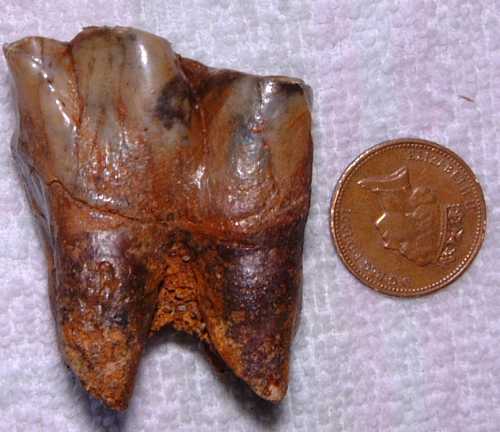 Pakefield – UK Fossil Collecting