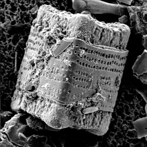 Muestrario de algas fitoplanctónicas IV. Diatomeas céntricas - ULUM