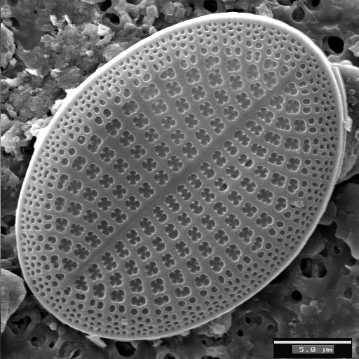 Muestrario de algas fitoplanctónicas V. Diatomeas pennadas - ULUM