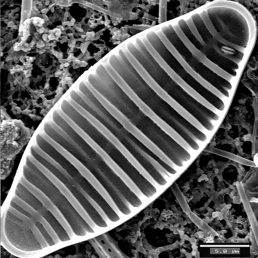 Muestrario de algas fitoplanctónicas V. Diatomeas pennadas - ULUM