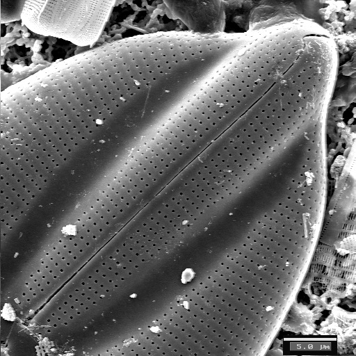 Muestrario de algas fitoplanctónicas V. Diatomeas pennadas - ULUM