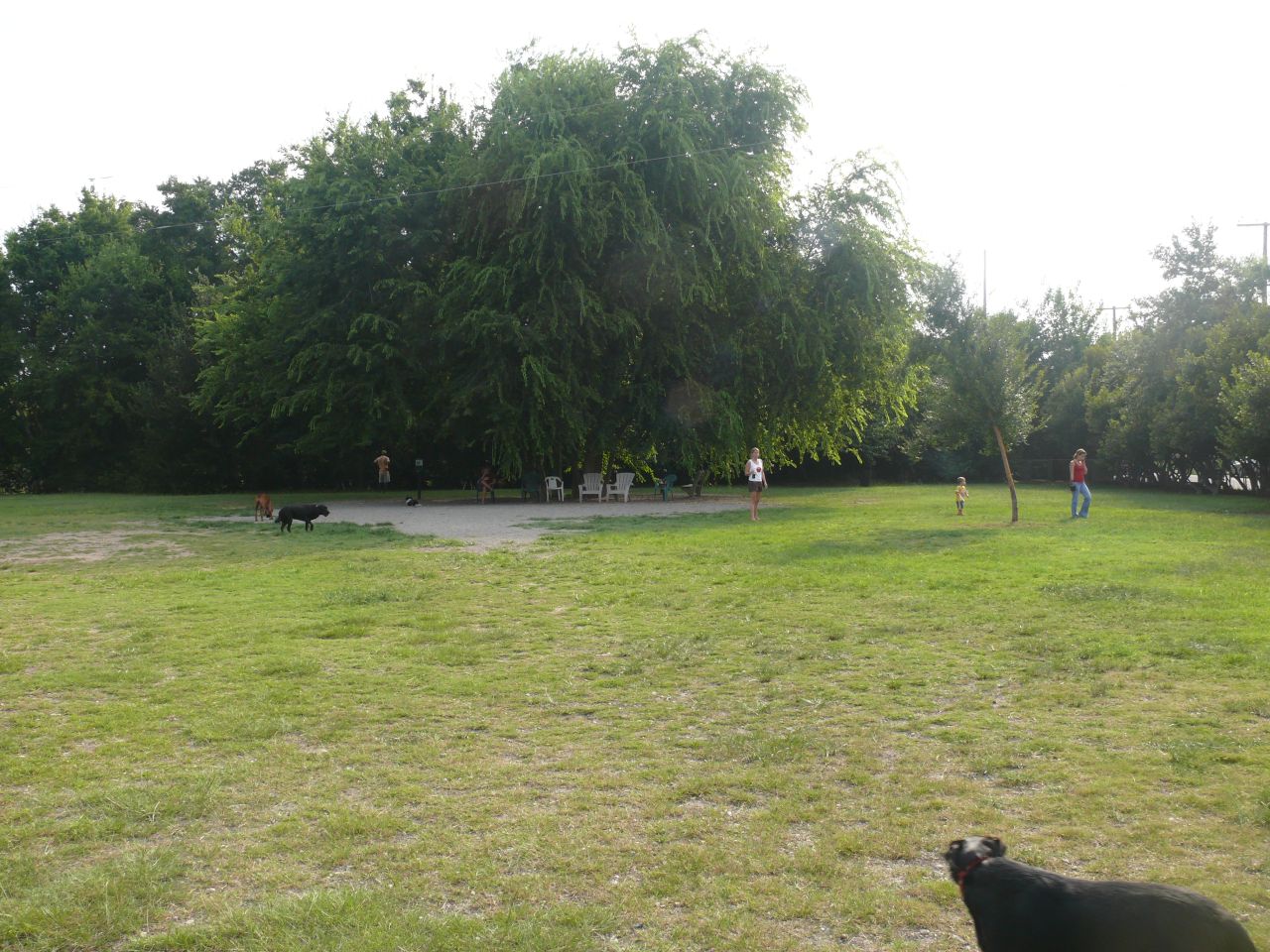 Springs Park Dog Park East Hampton Photos at Danelle Eleanor blog