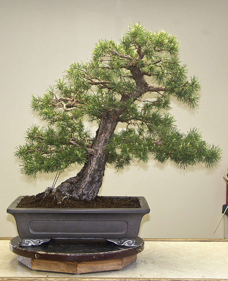 RAF Dwarf Scots Pine Bonsai Development – Valavanis Bonsai Blog