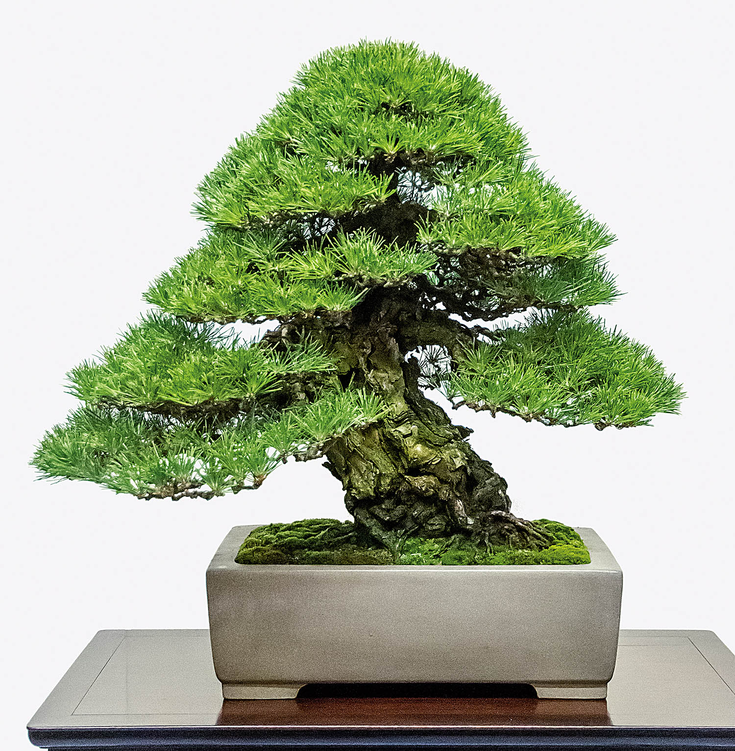 ANNOUNCING THE 2O14 88TH KOKUFU TEN BONSAI EXHIBITION – Valavanis ...