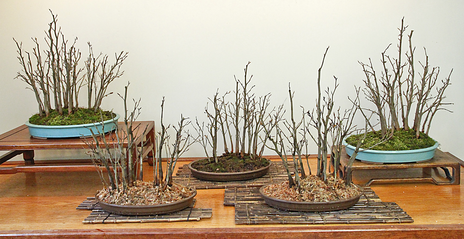 Creating A Beech Forest Bonsai – Valavanis Bonsai Blog