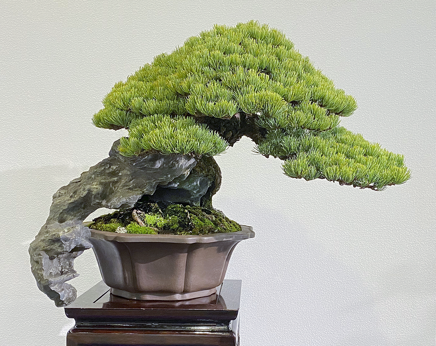 2020 94th Kokufu Bonsai Exhibition Part 4 – Valavanis Bonsai Blog