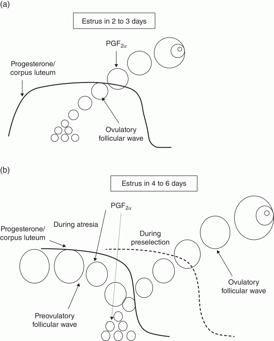 Pharmacological Intervention of Estrous Cycles | Veterian Key