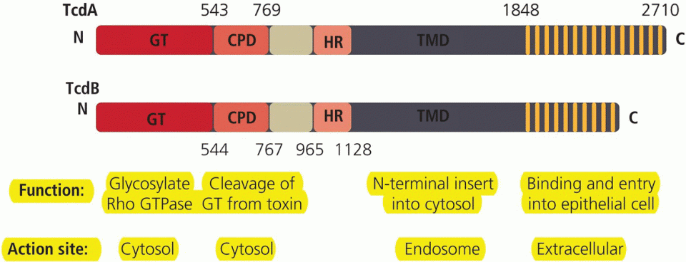 Toxins of Clostridium difficile | Veterian Key