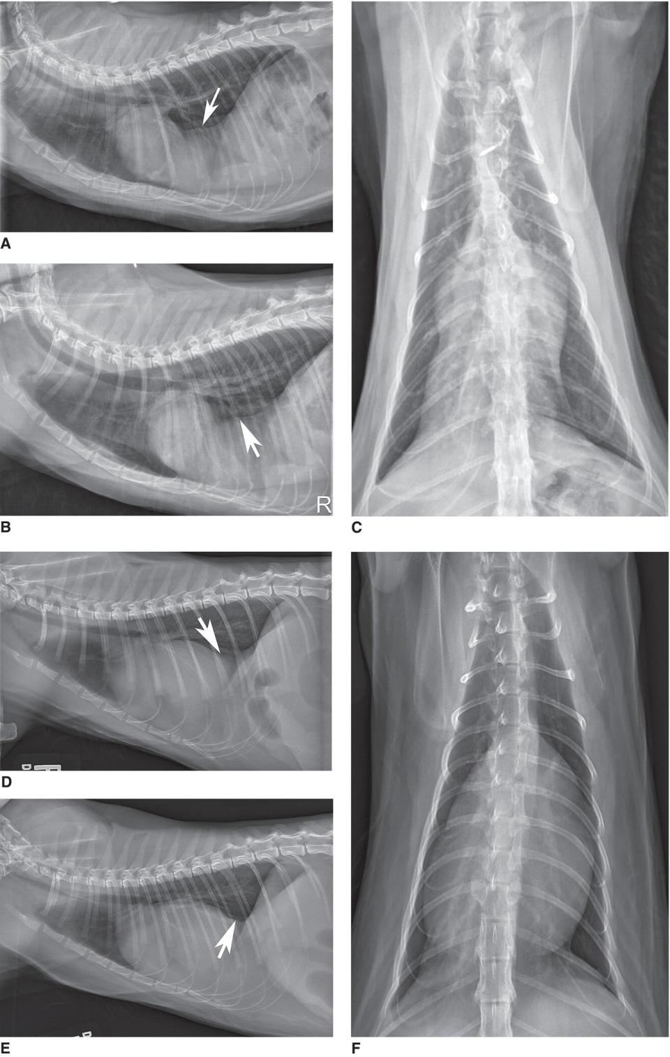 19: Feline Thorax | Veterian Key