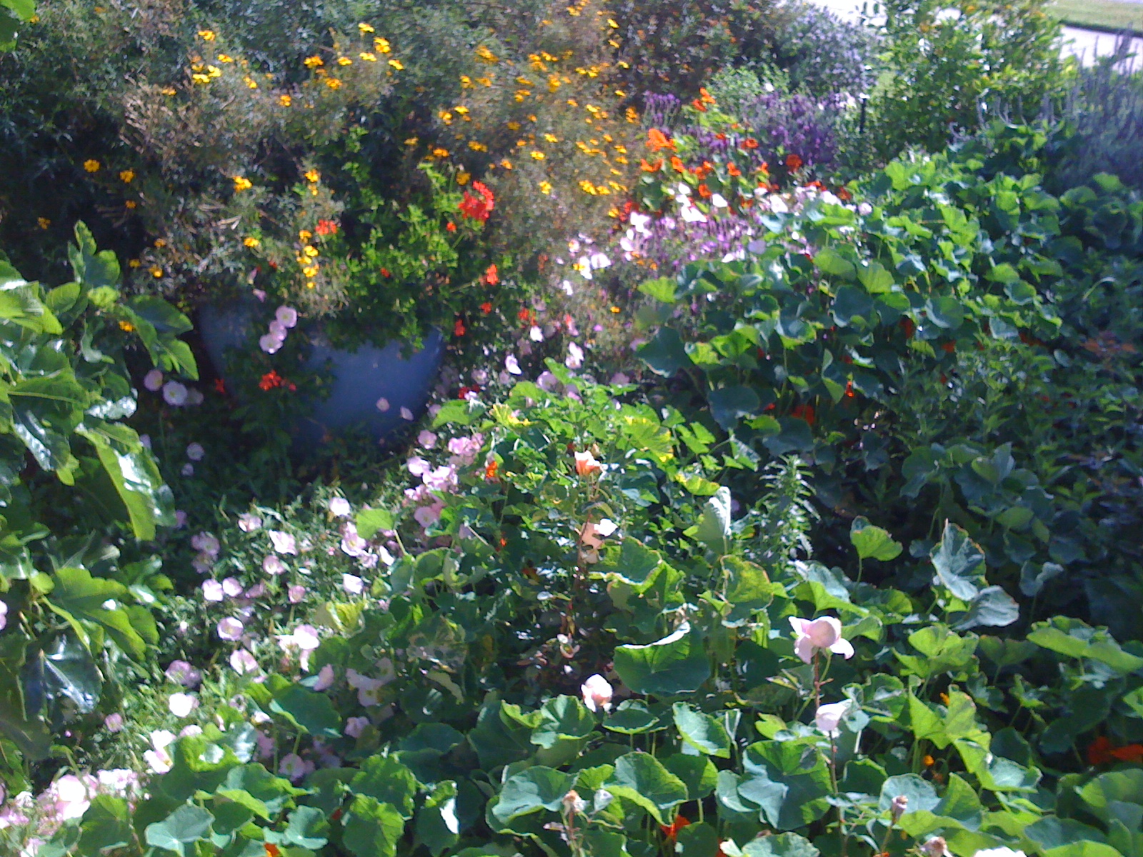 LOS ANGELES LIGHT – BEGUILING HOLLYWOOD