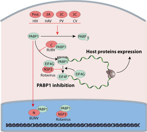 √ Apa Itu Pabp Dalam Dunia Pemrograman? - Wanjay