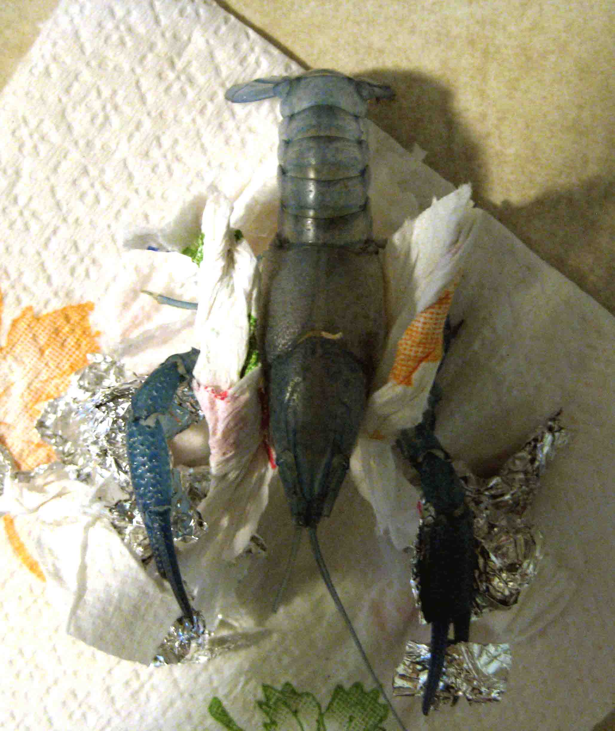 Have a crustacean (crayfish) molt? You can set it and keep it! | Random ...