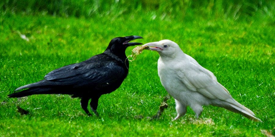 Tap Tap Tapping – the White Raven Comes Calling