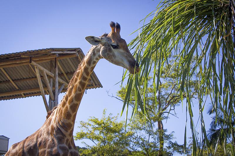 Zoo Pomerode - Visite Pomerode