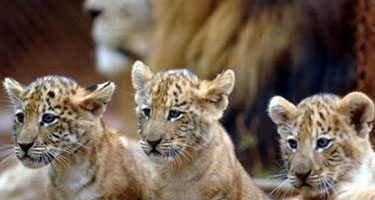 TAIWAN ZOO PRODUCES LIGER CUBS - Weekly World News