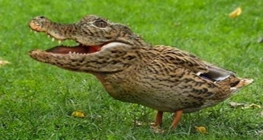 SCIENTISTS CREATE ALLIGATOR-CHICKENS - Weekly World News