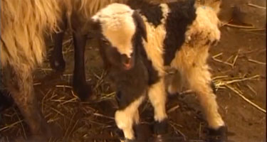 SIX-LEGGED LAMB - Weekly World News