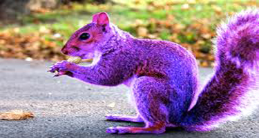 PURPLE SQUIRRELS ON THE RAMPAGE! - Weekly World News