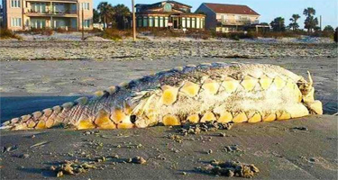 SEA MONSTER WASHES ASHORE - Weekly World News