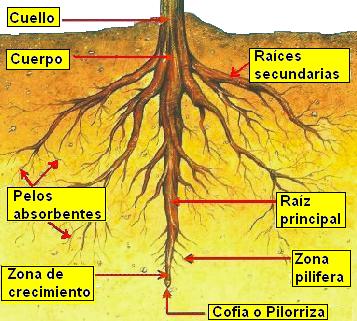 La raíz | Botánica | eje de la planta enterrada en el suelo | Wikisabio