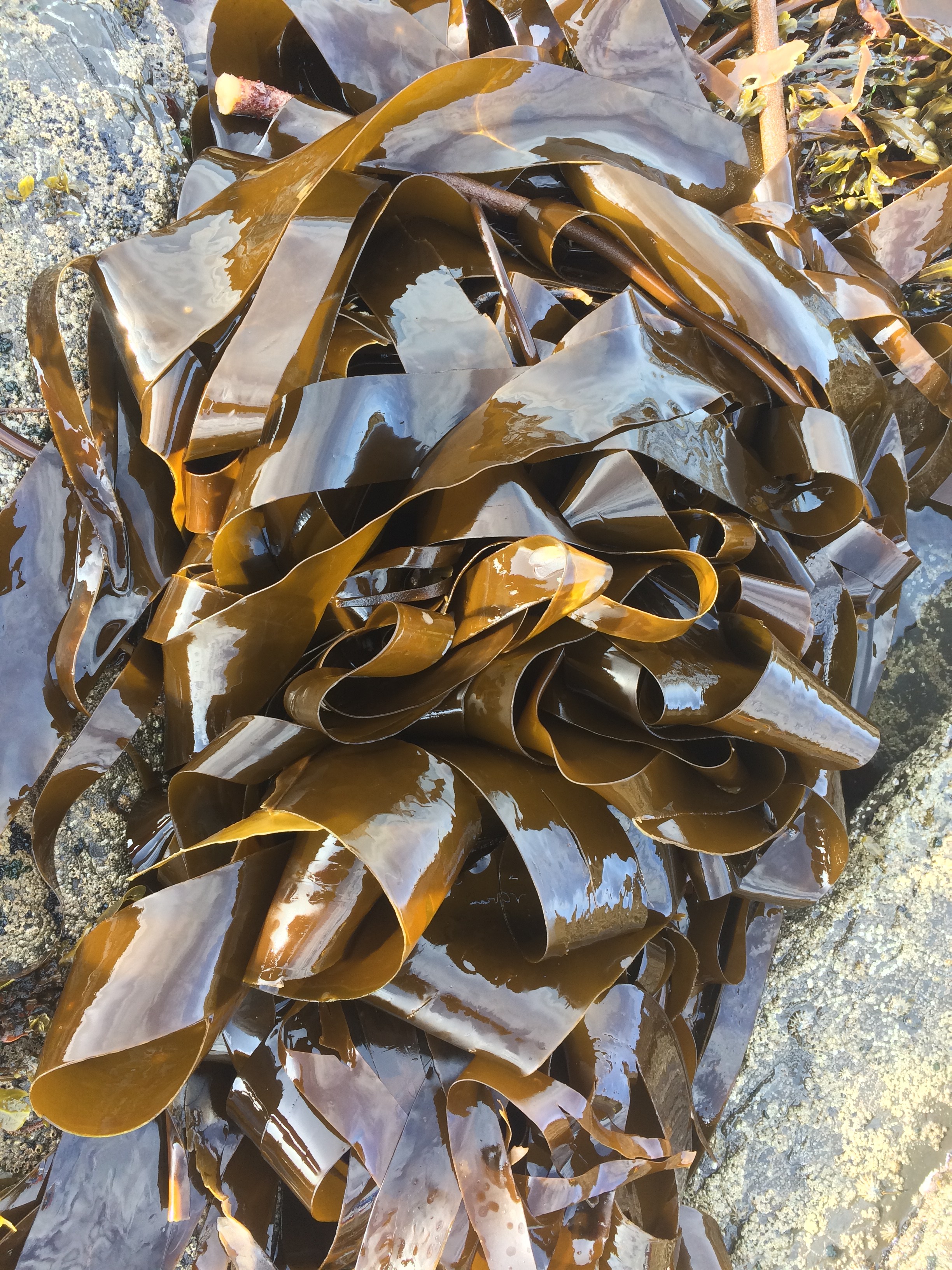 Gallery – WILD KITCHEN