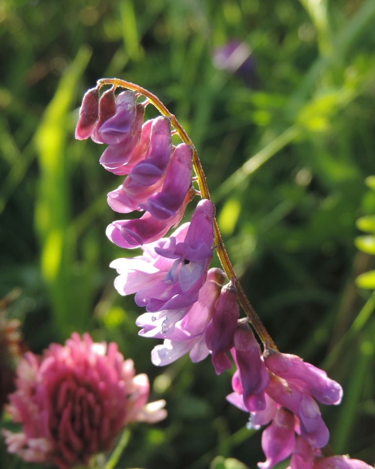 wikke, vogel- smalle- ringel- | de wilde bloemplanten van Drenthe