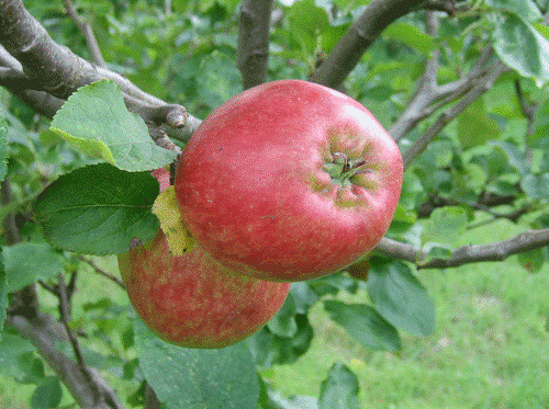 FLOWER OF KENT - Wolvercote Tree Group